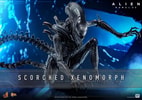 Scorched Xenomorph Sixth Scale Figure by Hot Toys | Sideshow Collectibles