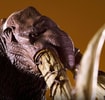 Titanus Behemoth Statue by Spiral Studio | Sideshow Collectibles