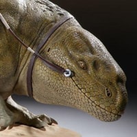 Star Wars Dewback Sixth Scale Figure Related Product by Side | Sideshow ...