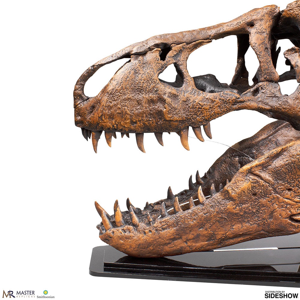 T-Rex Skull Quarter Scale Replica | Sideshow Collectibles
