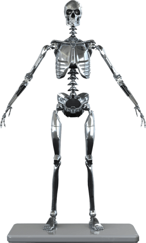 human skeleton endoskeleton