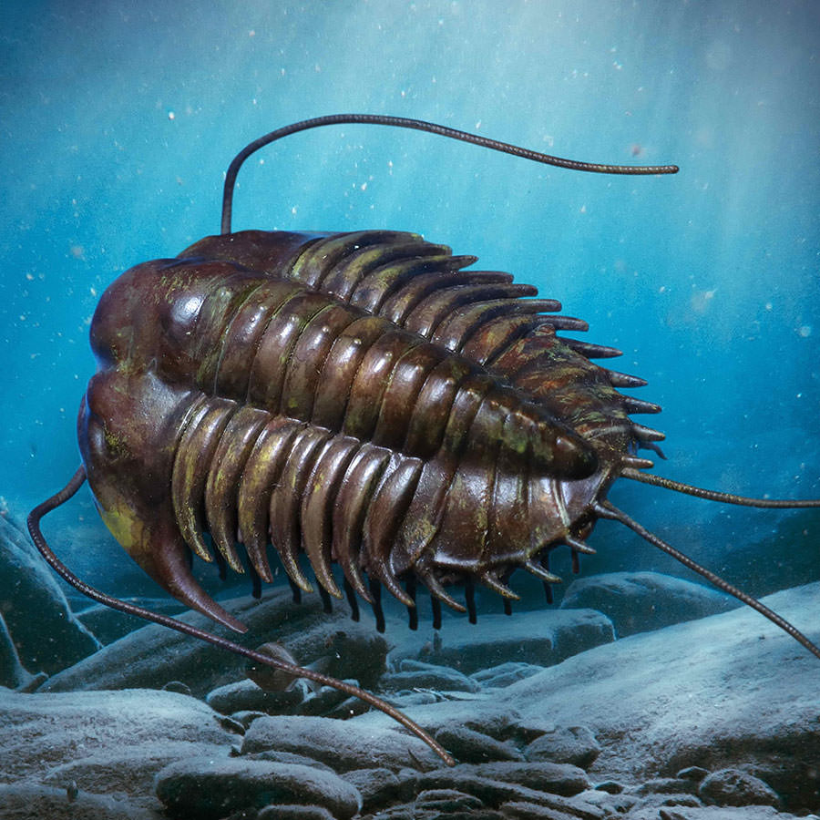 Trilobite Reconstruction Trilobite Fans Can Breathe Easy Truly